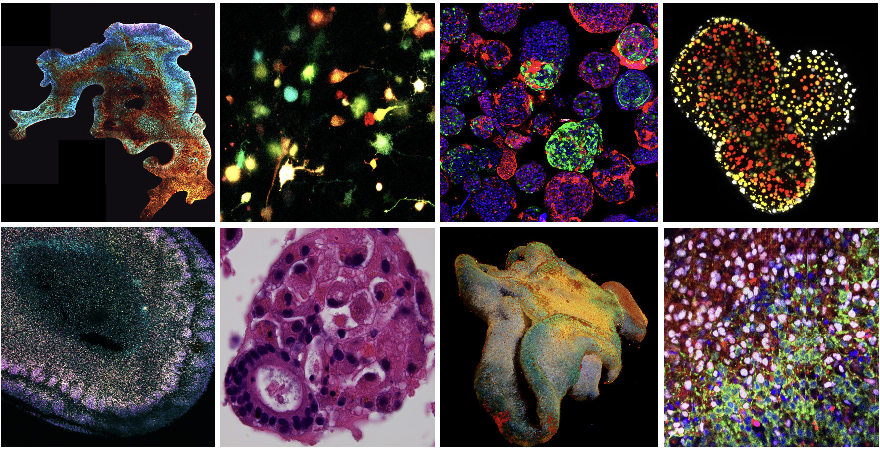 Postdoctoral position in the Artegiani & Hendriks lab, Utrecht, NL ...